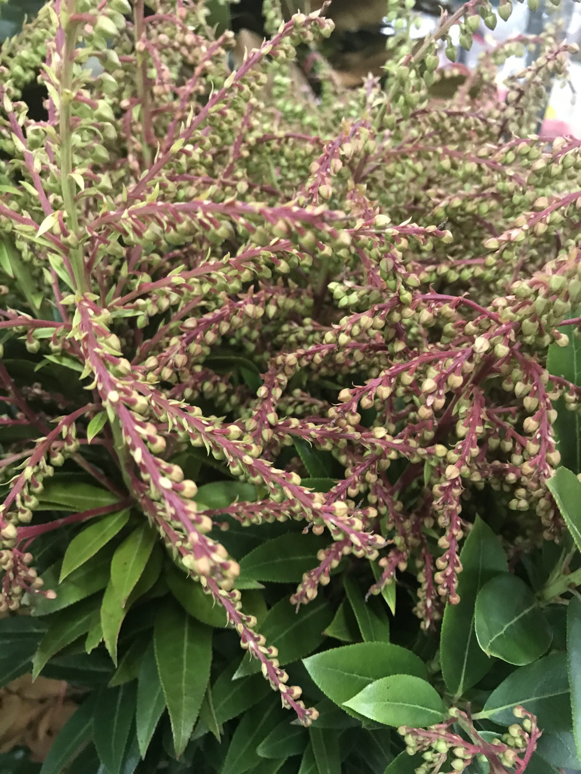 Andromeda – Santospirito Flowers & Wholesalers