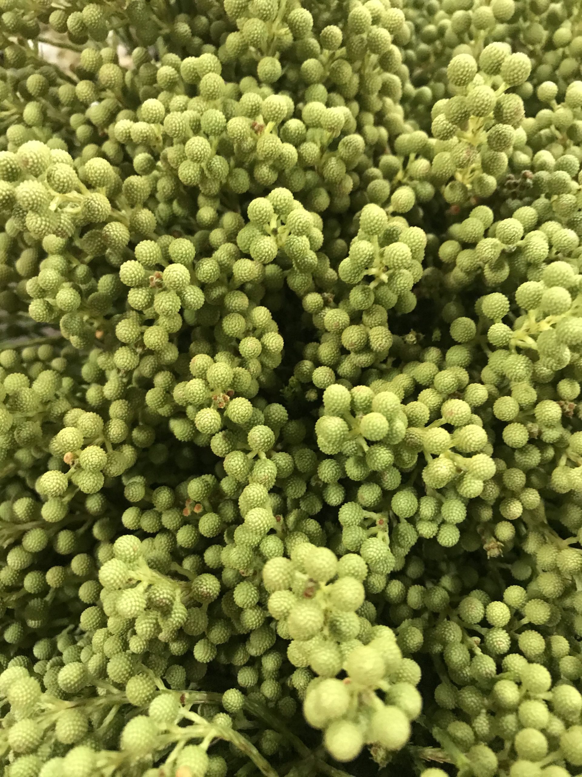 Berzelia – Santospirito Flowers & Wholesalers