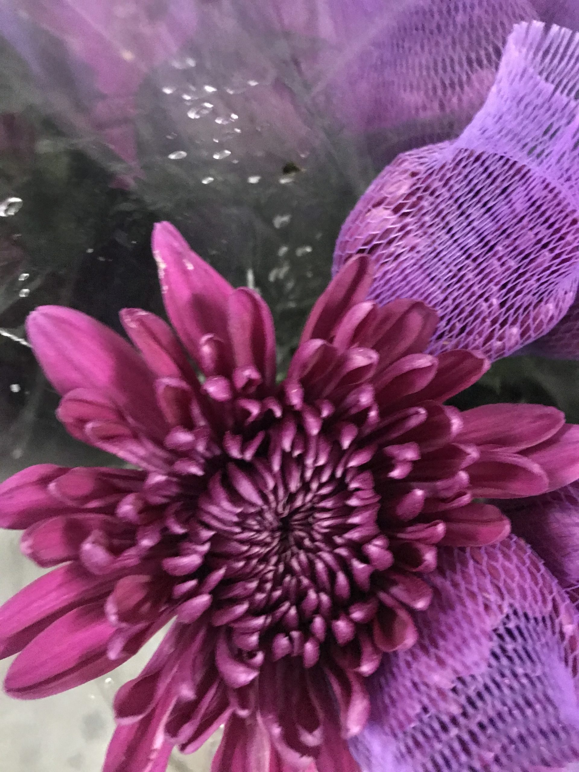 Disbuds – Anastasia – Santospirito Flowers & Wholesalers