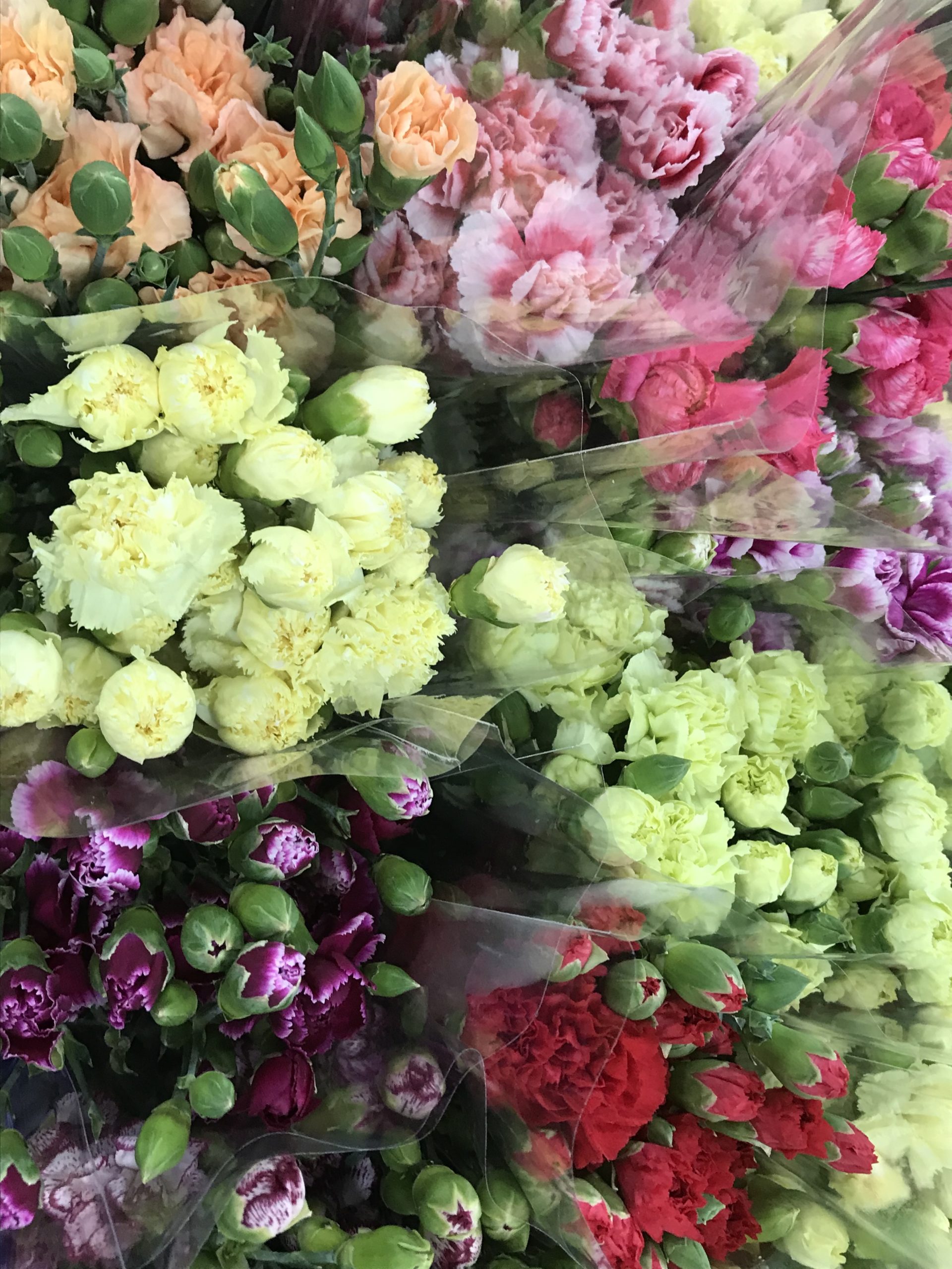 Carnations – Spray – Santospirito Flowers & Wholesalers