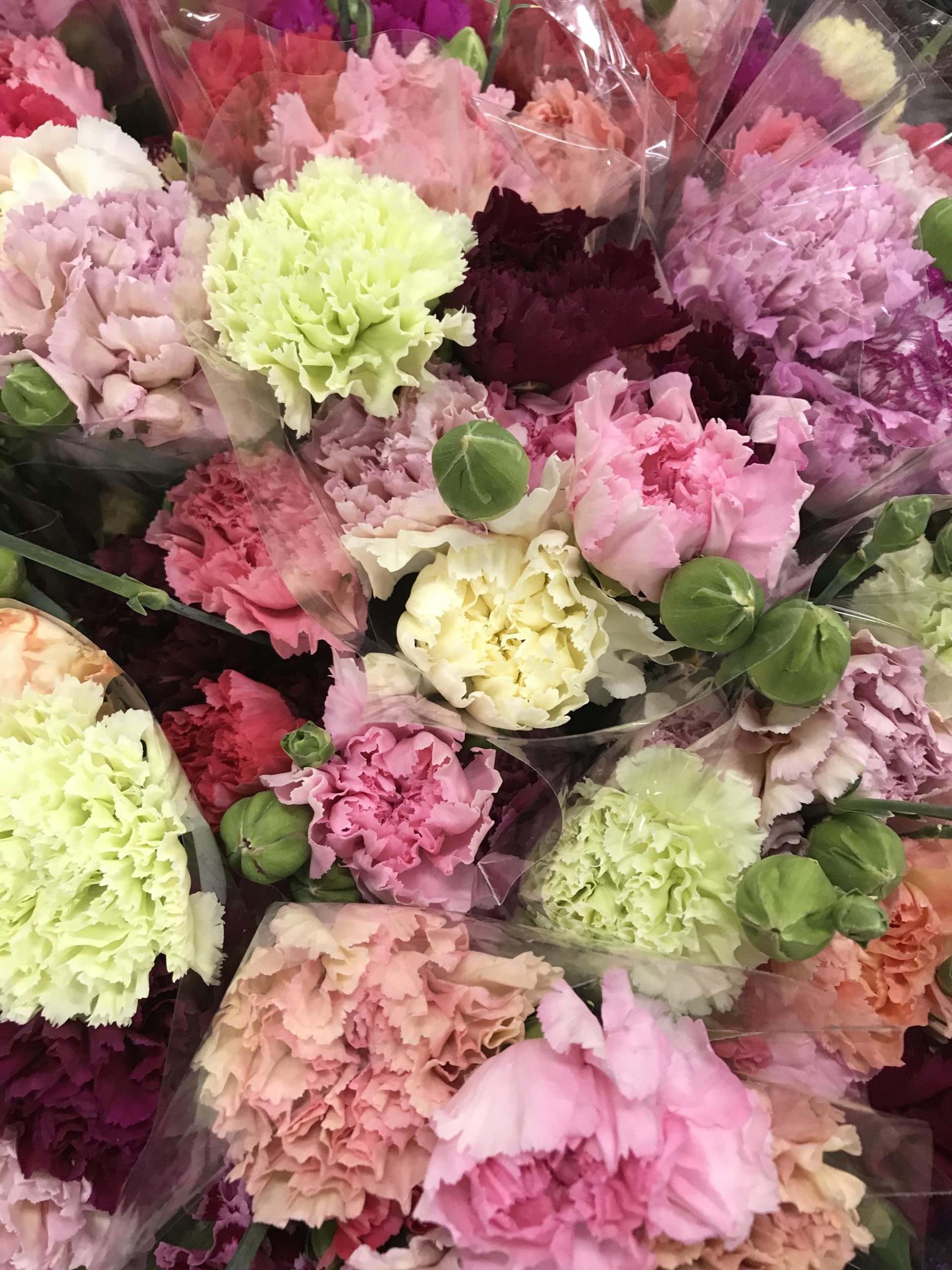 Carnations – Sims – Santospirito Flowers & Wholesalers